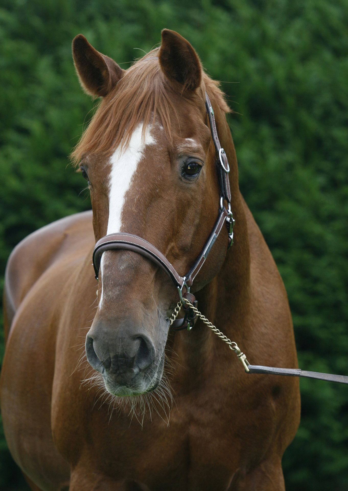 DIAMANT DE SEMILLY | Haras de Semilly