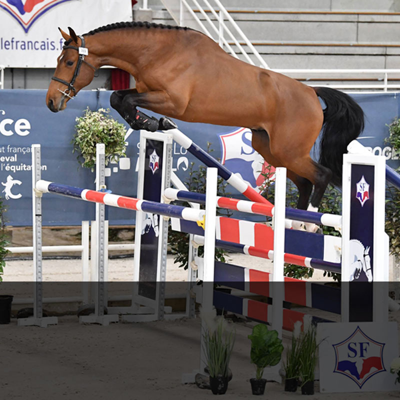 Étalons En | HARAS DE SEMILLY