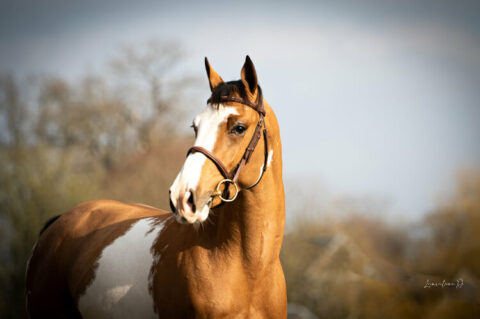 Kilimandjaro Semilly - HARAS DE SEMILLY