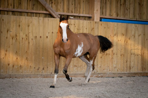 Kilimandjaro Semilly - HARAS DE SEMILLY