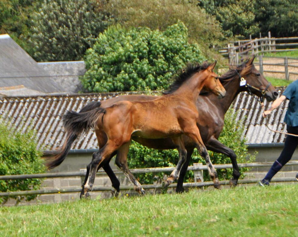 Funky Music Semilly En - HARAS DE SEMILLY