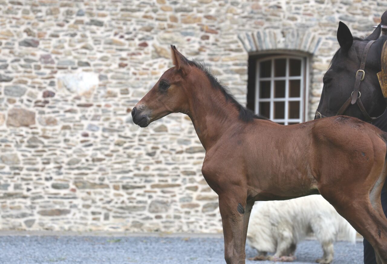 Poulains 2024 | HARAS DE SEMILLY